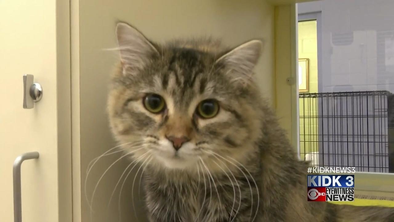 Local shelters overflowing with cats - LocalNews8.com - KIFI